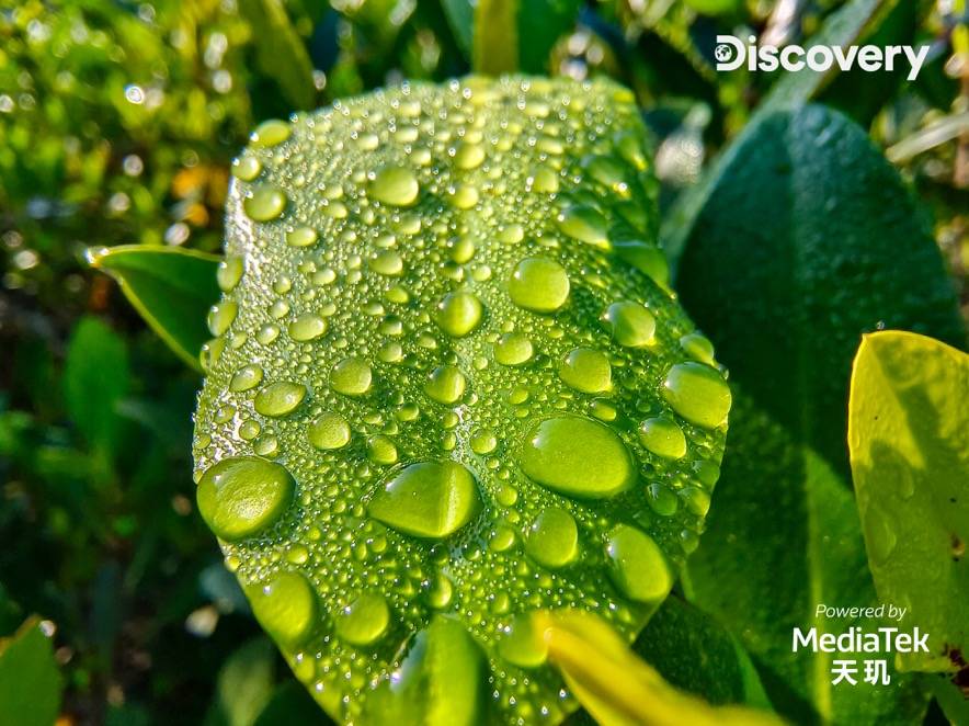 MediaTek 携手 Discovery 探索多元生态，天玑影像记录自然之美 | 爱范儿